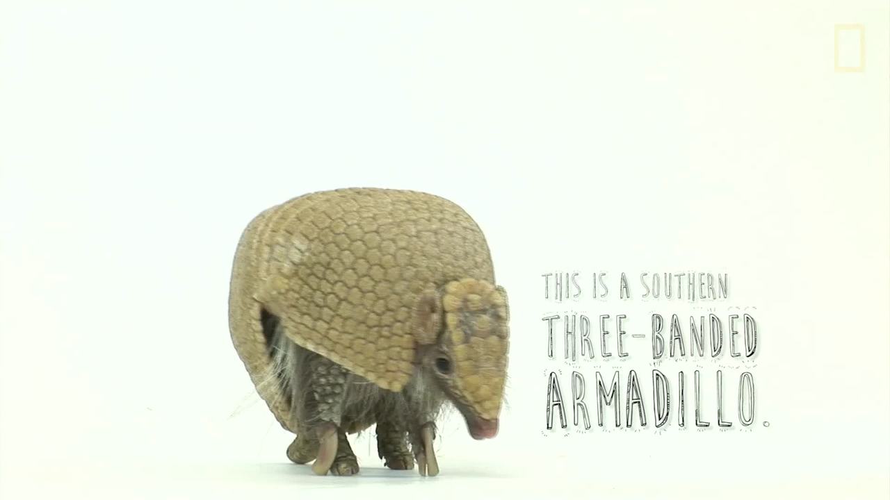 Photo Ark: Southern Three-Banded Armadillo